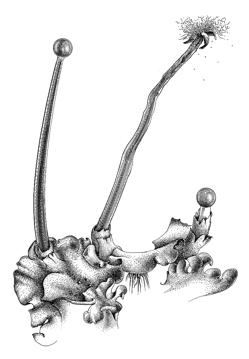 Pellia epiphylla, Overleaf Pellia