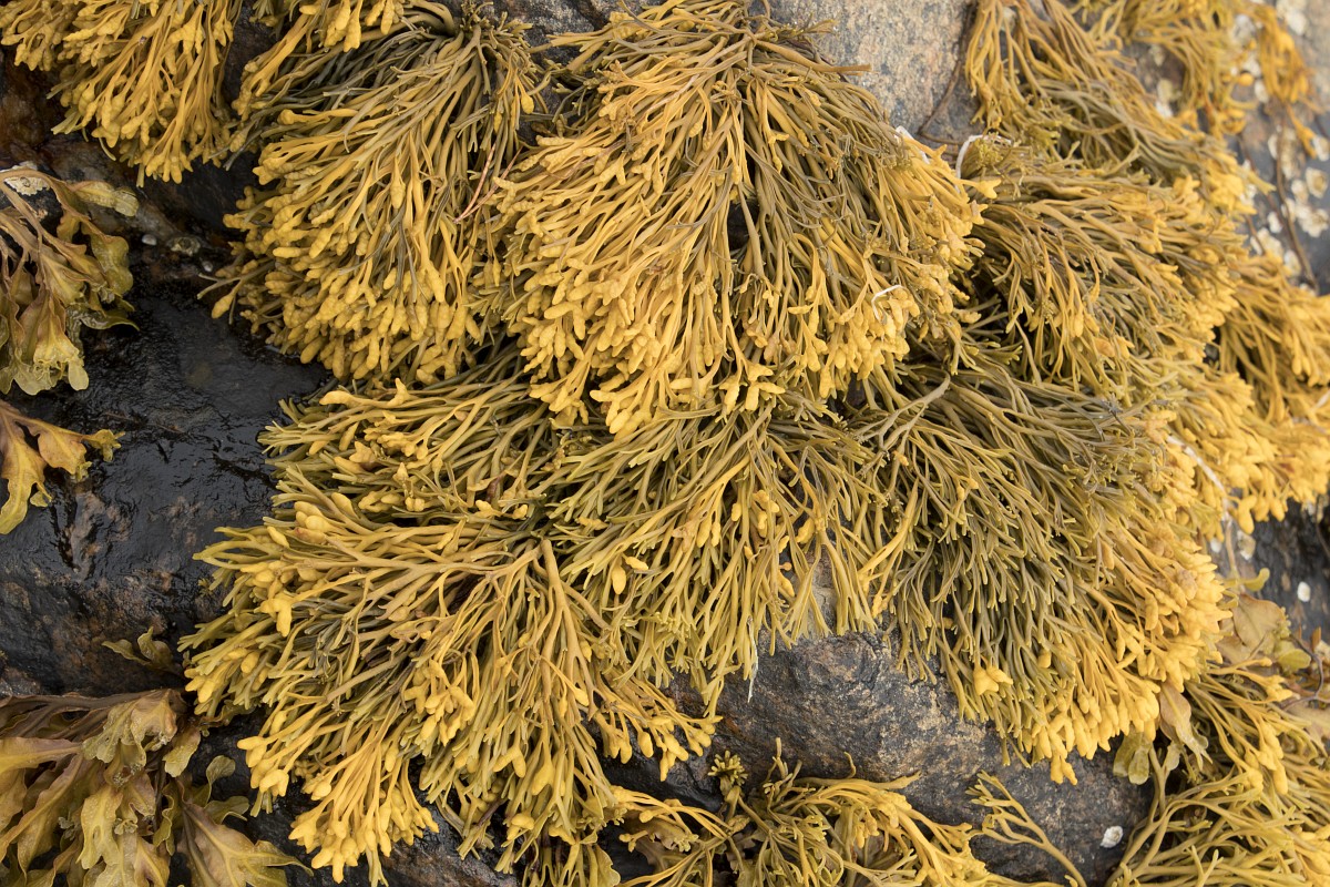 Pelvetia canaliculata, Channelled Wrack